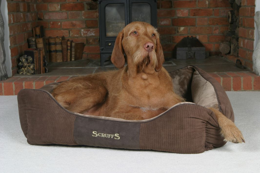 Scruffs Chester Box Bed panier pour chien chocolat | Bas prix