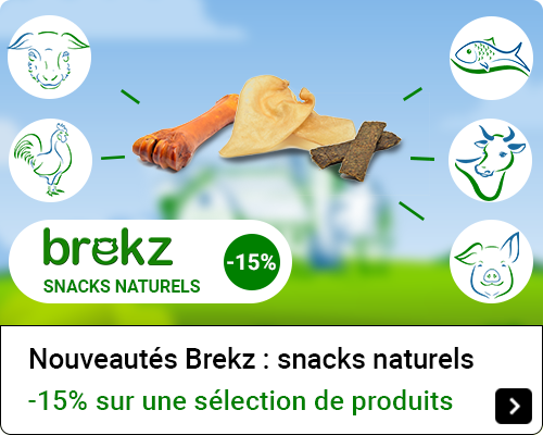 Prenez soin de votre chien avec nos accessoires - Brekz.fr